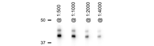 Antibody Dilution Recommendations | PhosphoSolutions