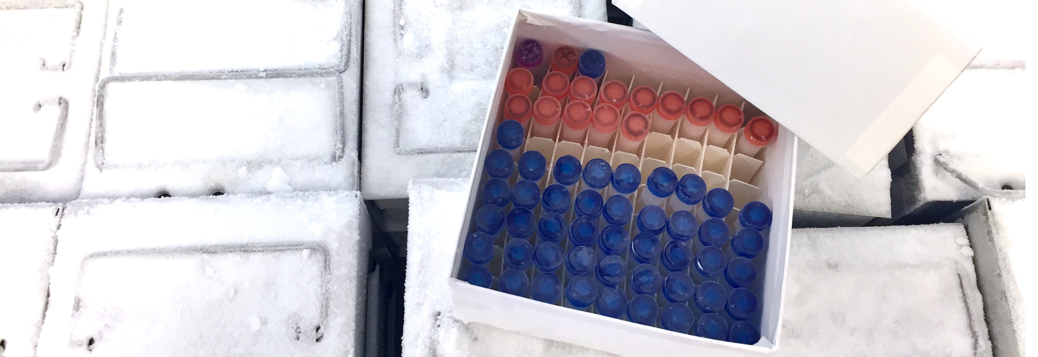 Why Proper Antibody Storage Matters | PhosphoSolutions