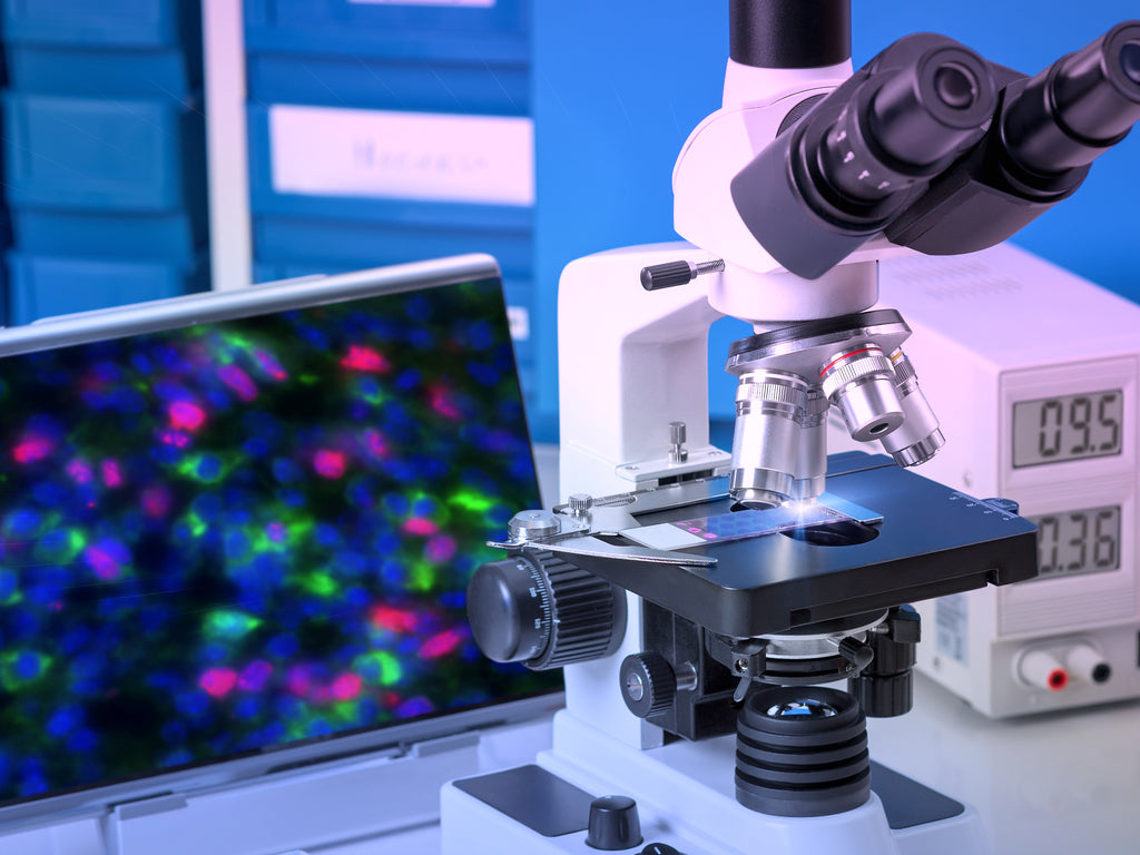 Highlighting DAPI Nuclear Stain!