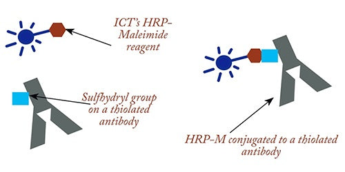 Conjugate & Enzyme Stabilizers | ImmunoChemistry Technologies