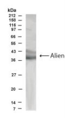 Anti-Alien Antibody | 24139