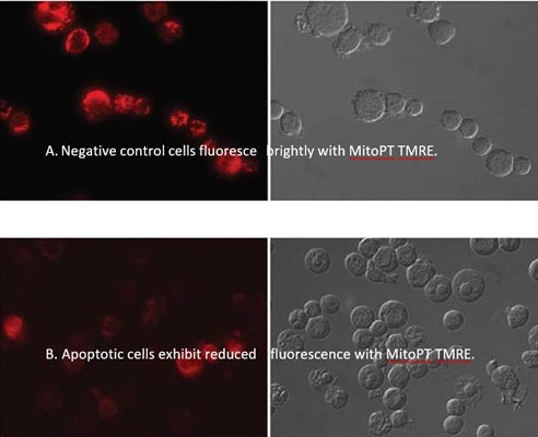 TMRE - Orange Fluorescent Mitochondrial Membrane Assay
