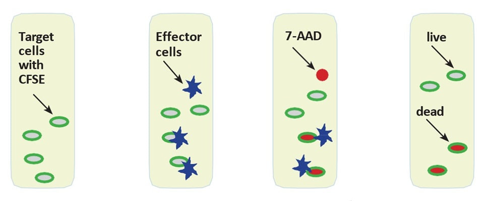Cell-mediated Cytotoxicity Assay: Basic Cyto Test | 970