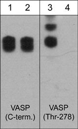 Anti-VASP (C-terminal region) Antibody (M277) | VM2771