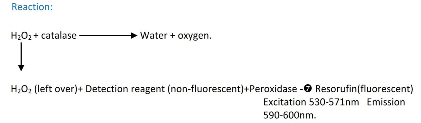Fluoro Catalase Activity Detection Kit | FLOCAT100-3