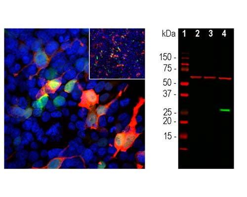 Anti-GFP Antibody | M-2104-100